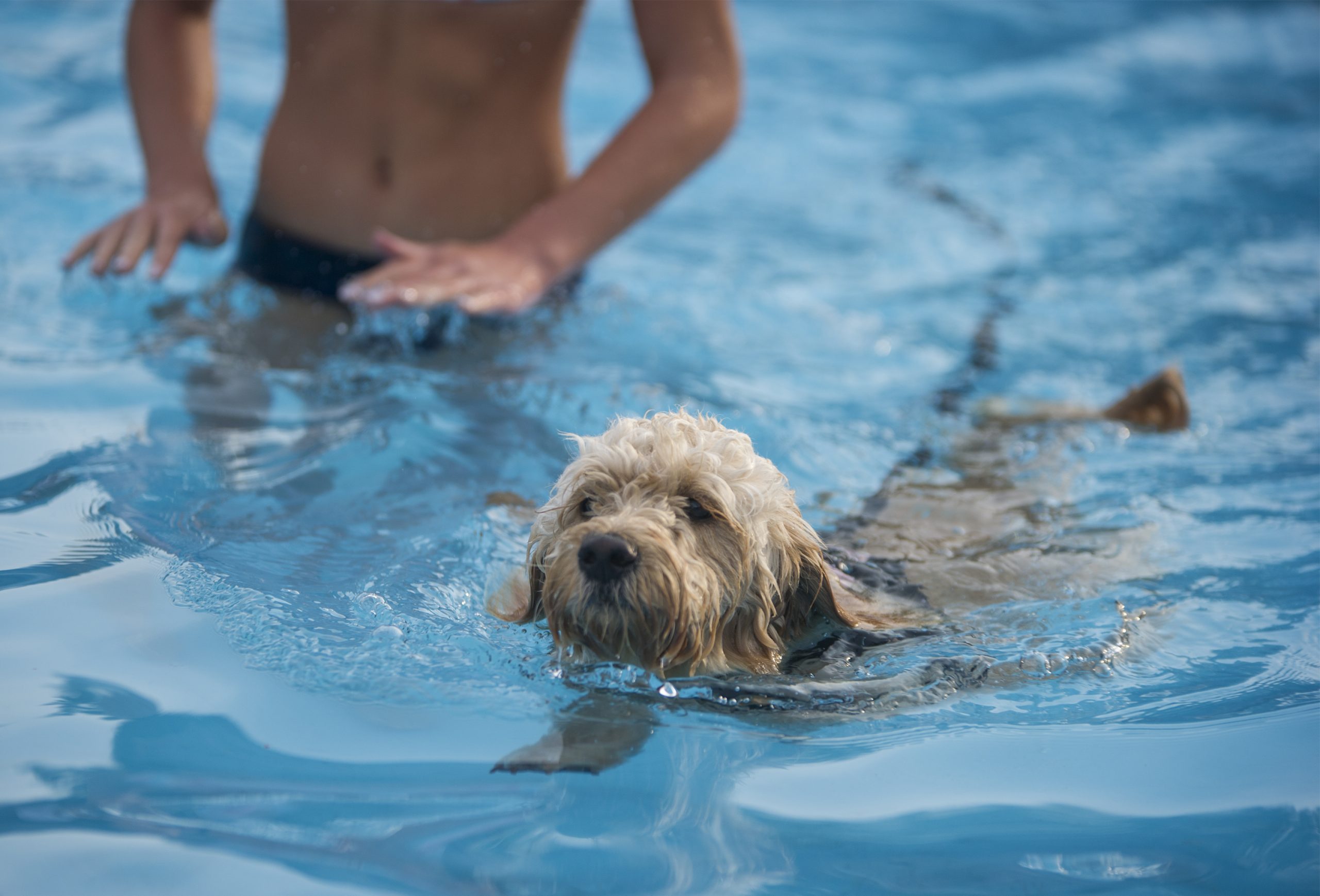 Riverside Swim Club goes to the dogs - Riverside-Brookfield Landmark