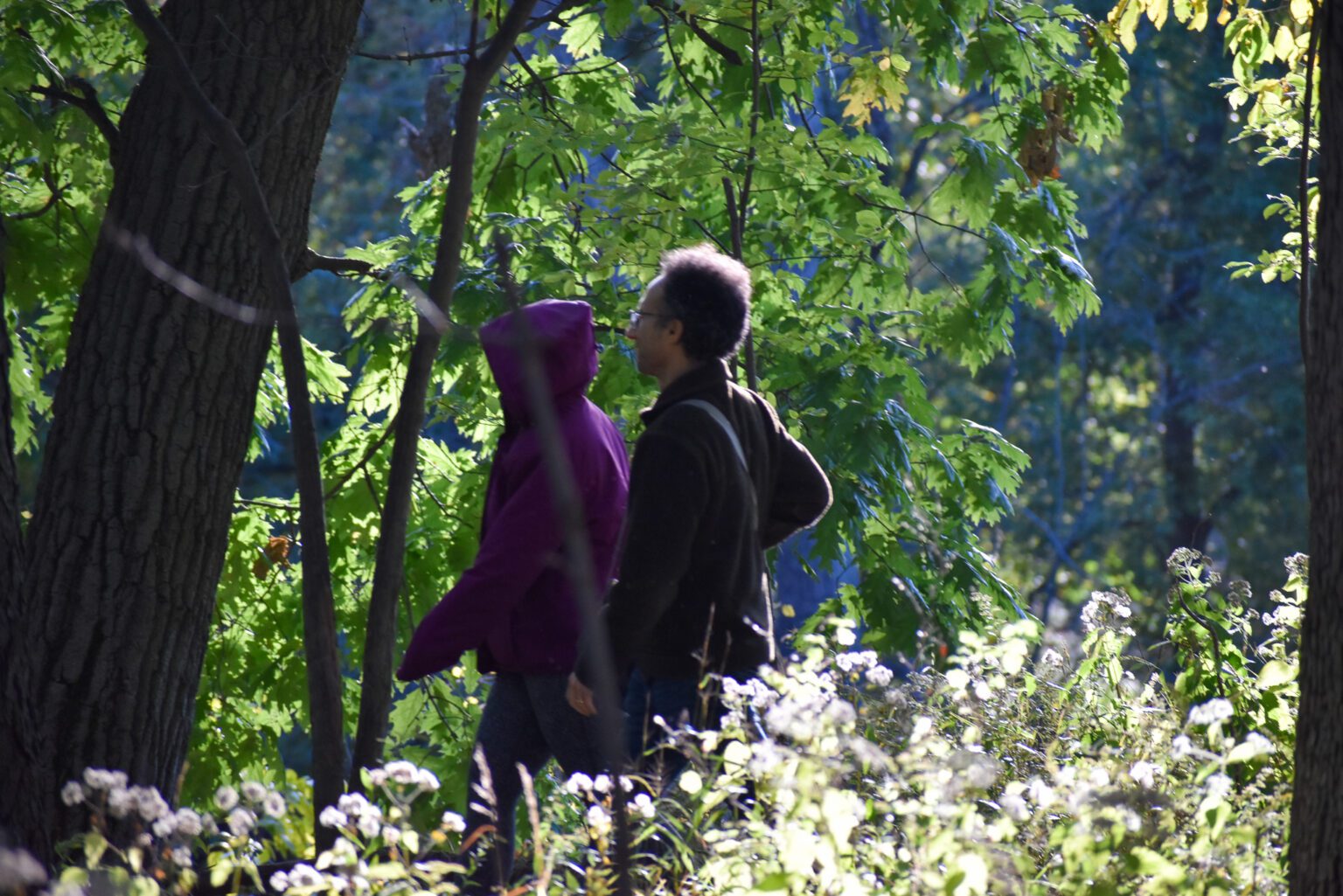 Referendum asks voters to hike levy for Forest Preserves - Riverside ...