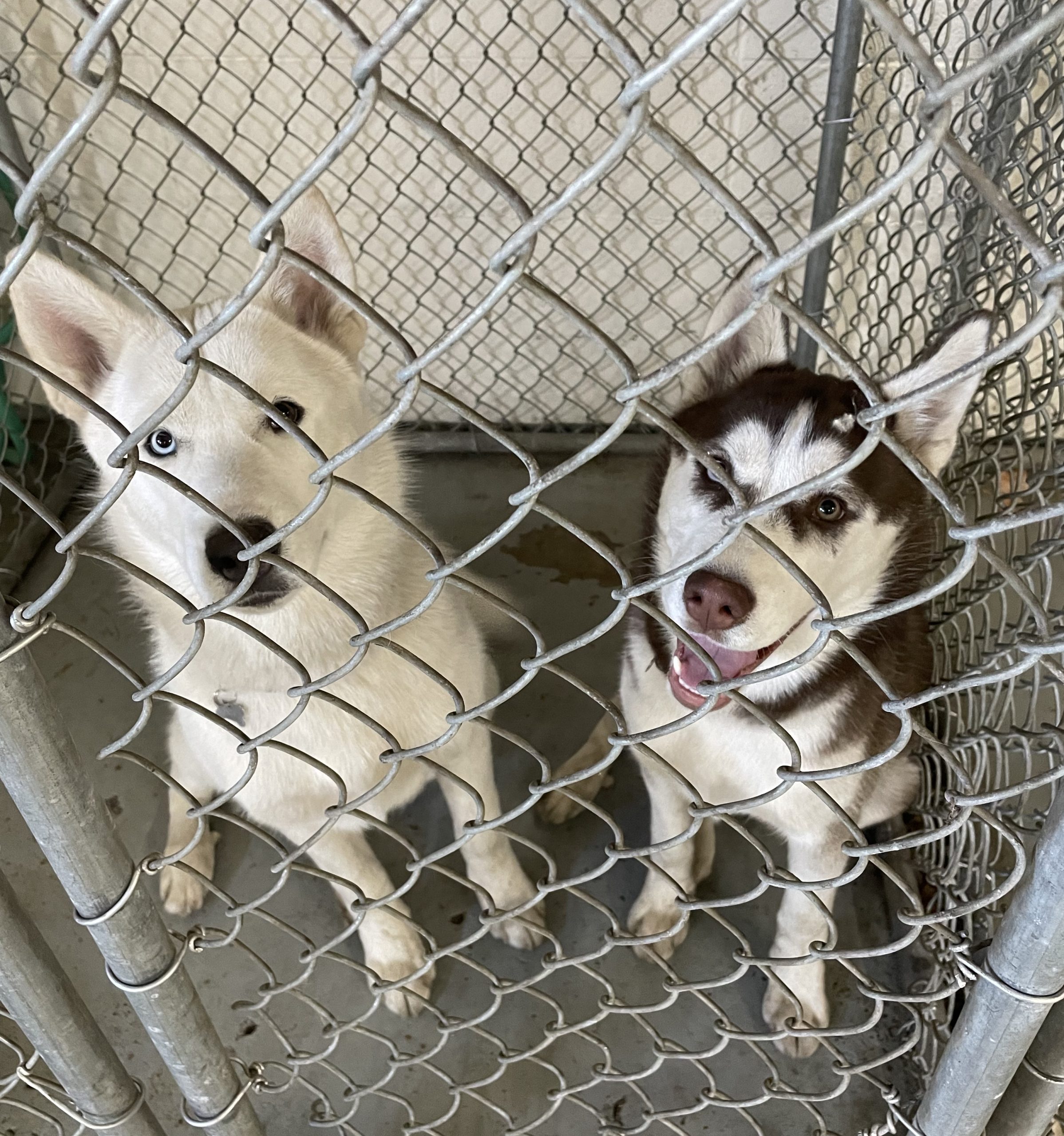 Animal shelters want formal deals with villages on strays - Riverside ...