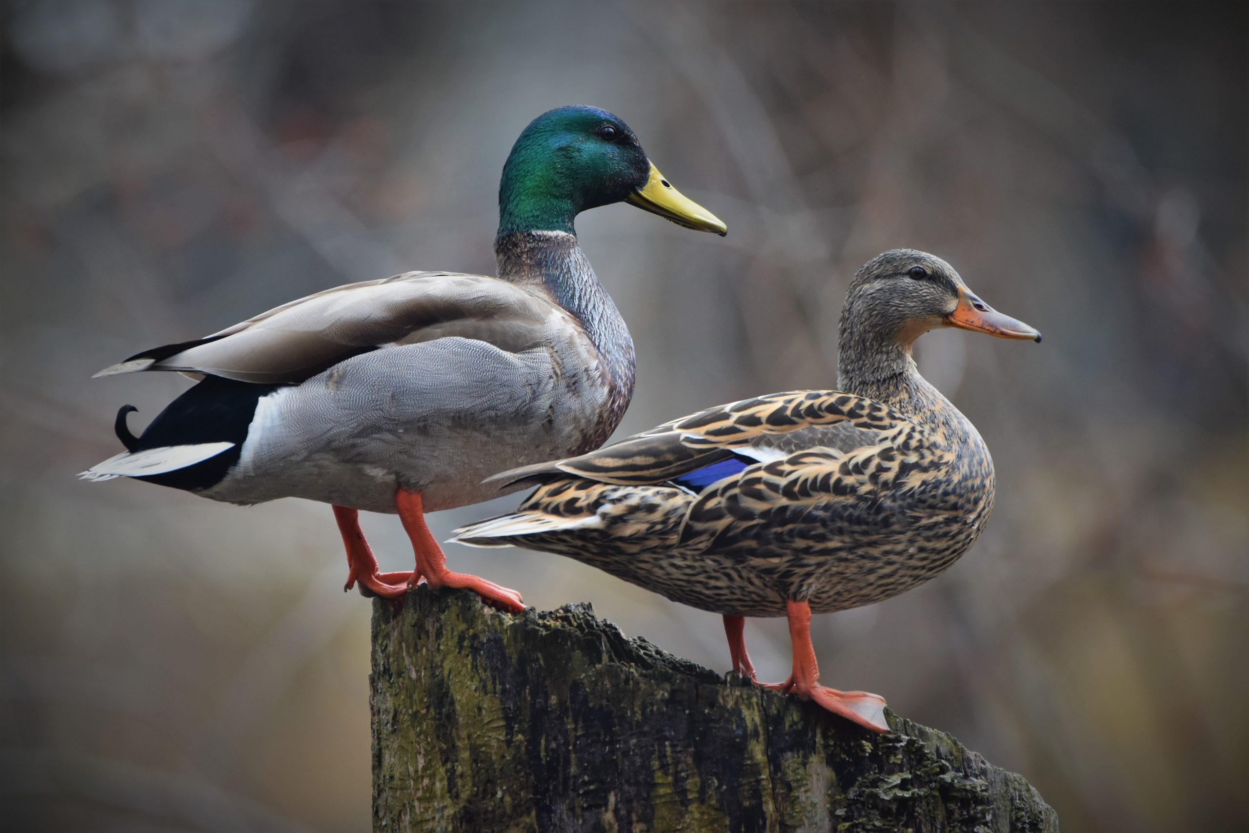 Big Week | August 9-16 - Riverside-Brookfield Landmark