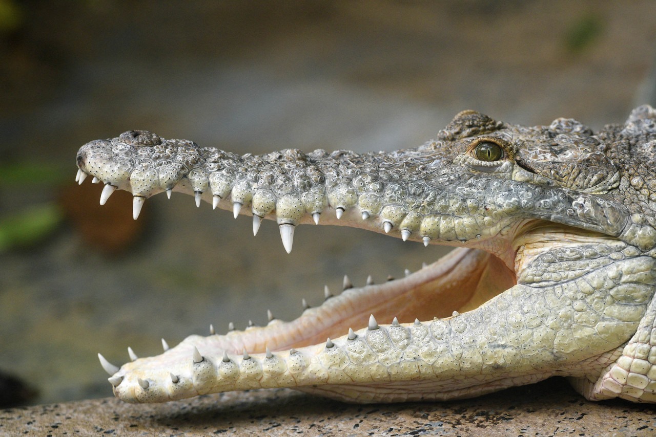 Popular crocs Carlita and Buttercup trade Chicago for Florida ...