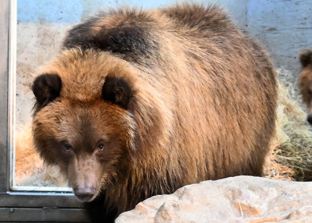 New cubs at the zoo - Riverside-Brookfield Landmark