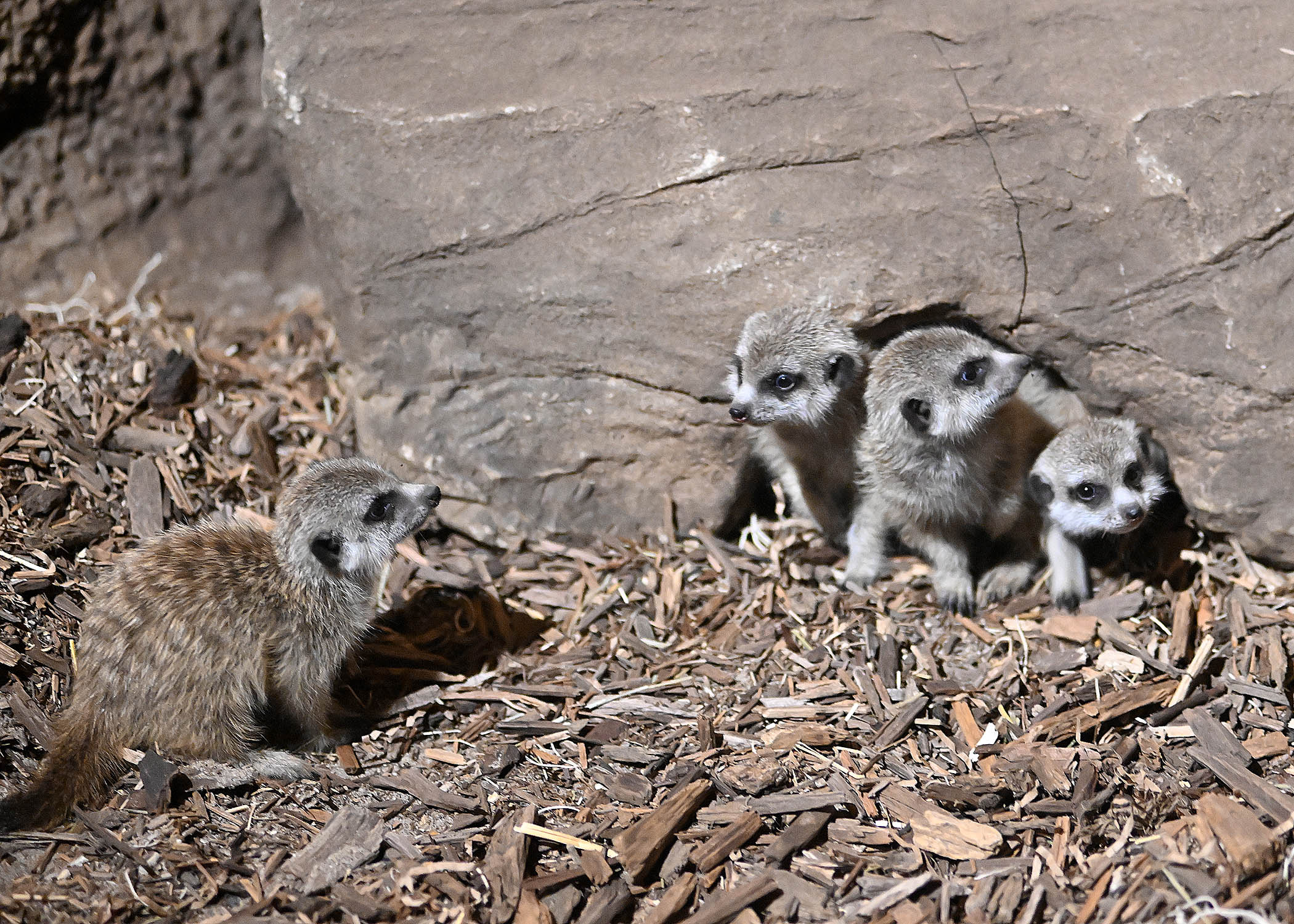 Baby meerkats debut at Brookfield Zoo Chicago habitat - Riverside ...