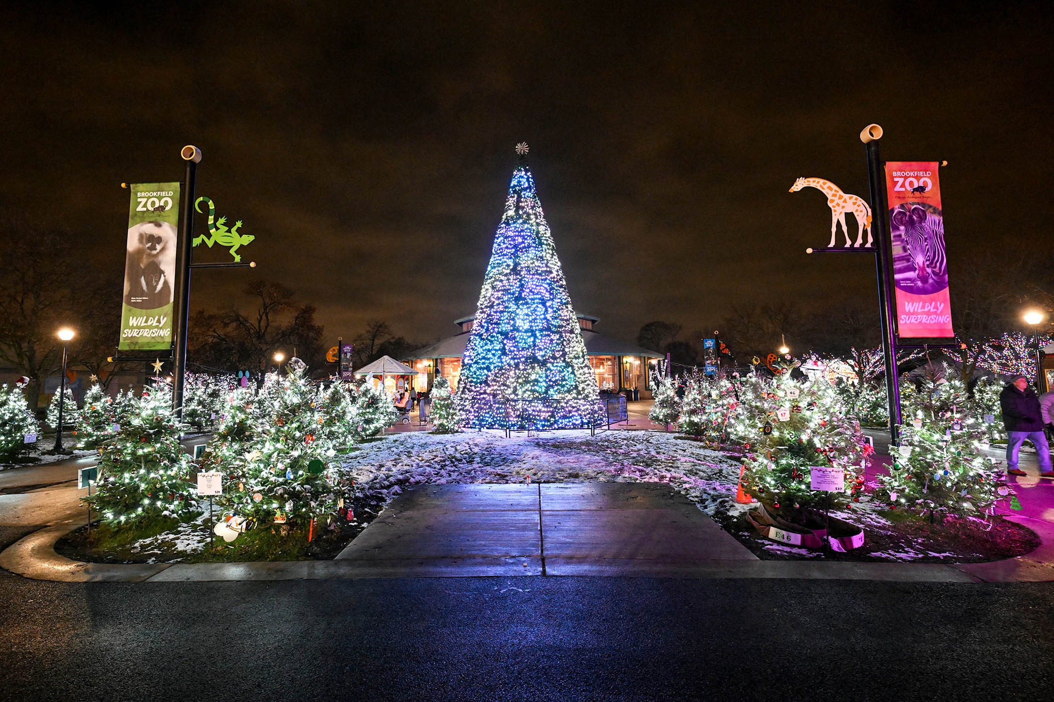Holiday Magic lights up Brookfield Zoo - Riverside-Brookfield Landmark
