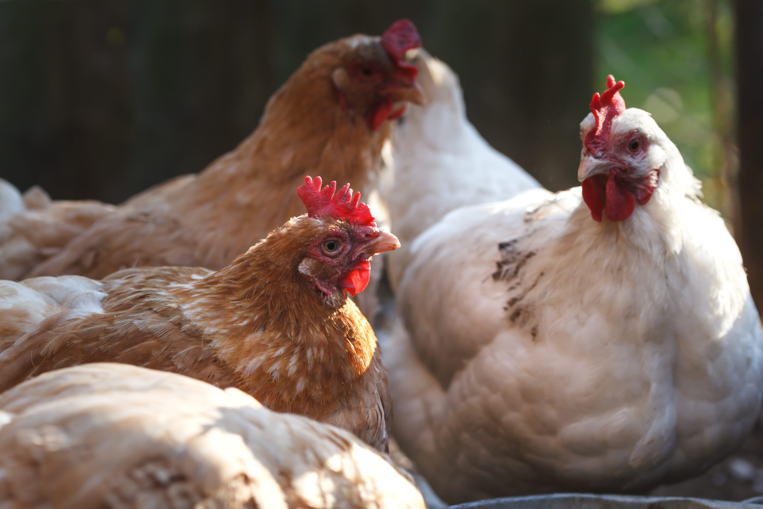 Riverside allows up to 5 hens per property - Riverside-Brookfield Landmark